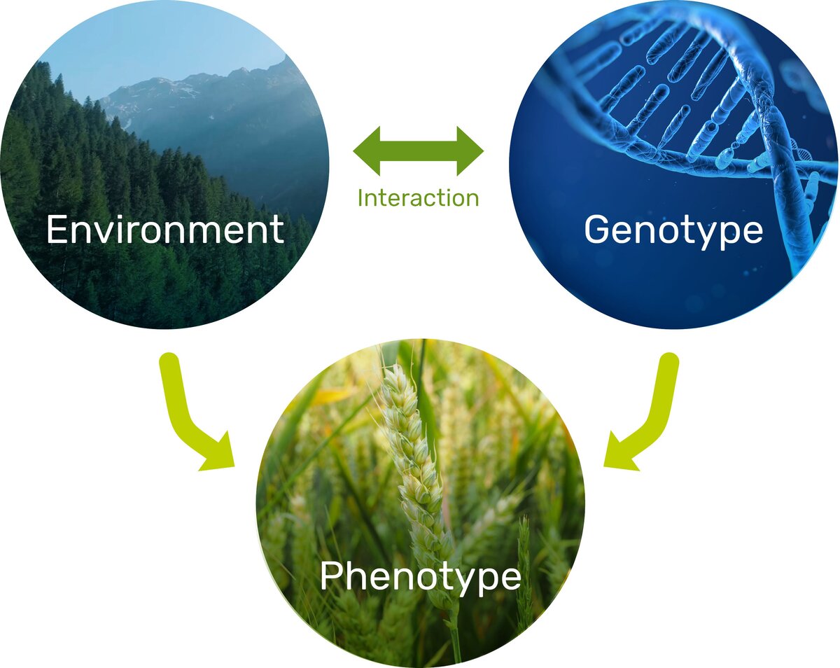 Phenotypes and Genotypes